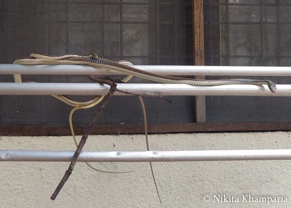 Indian Snakes - Indian Snakebite Initiative