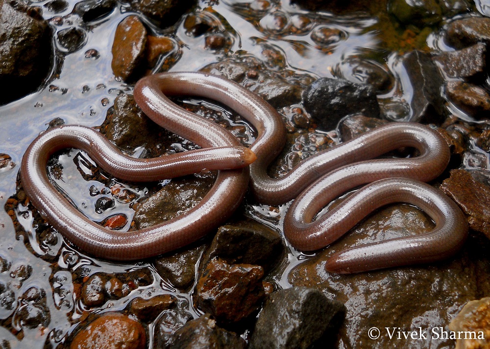 Indian Snakes - Indian Snakebite Initiative