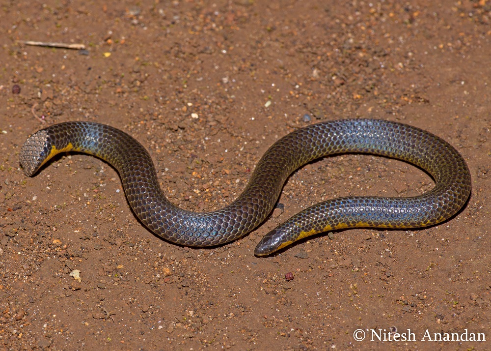 Indian Snakes - Indian Snakebite Initiative