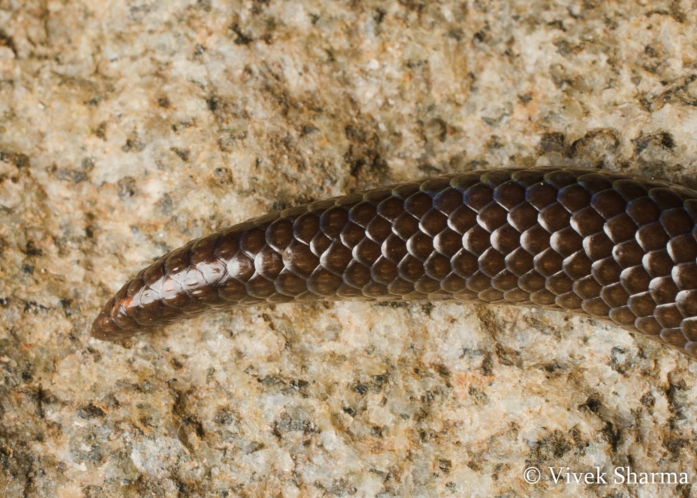 Indian Snakes - Indian Snakebite Initiative
