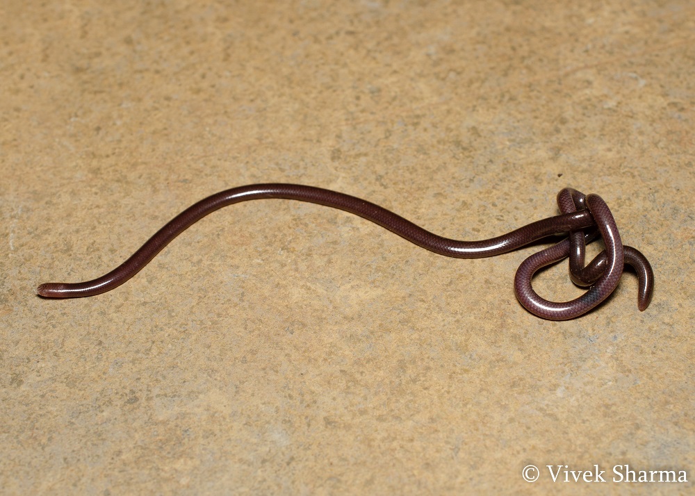 Indian Snakes - Indian Snakebite Initiative