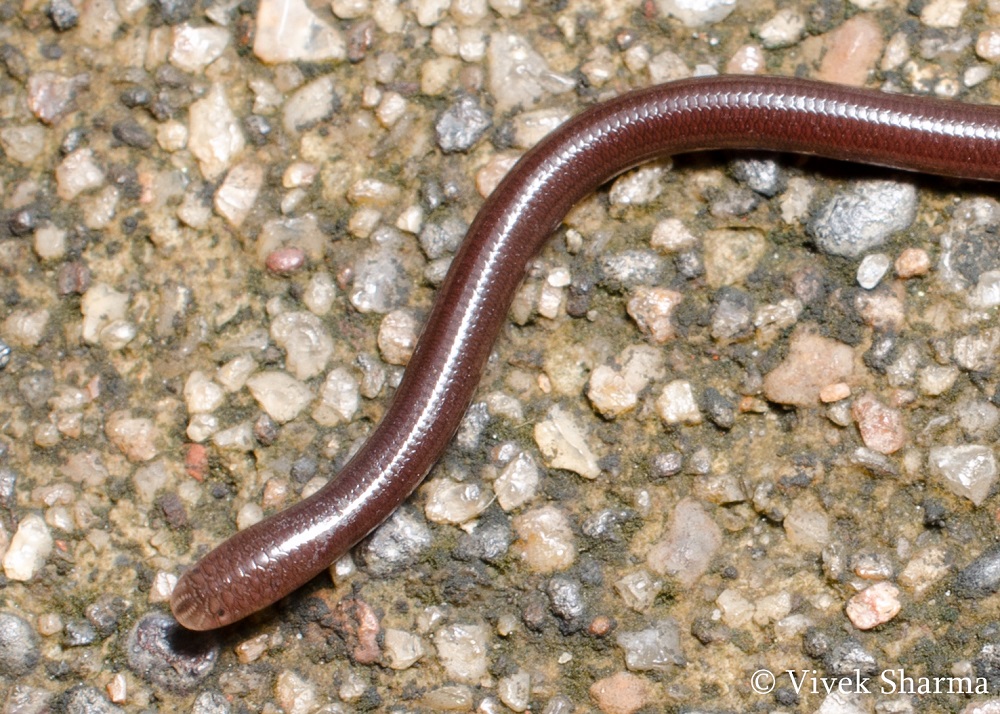 Indian Snakes - Indian Snakebite Initiative