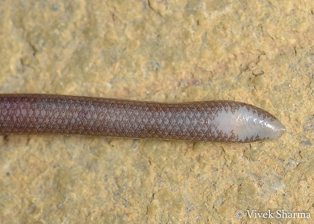 Indian Snakes - Indian Snakebite Initiative