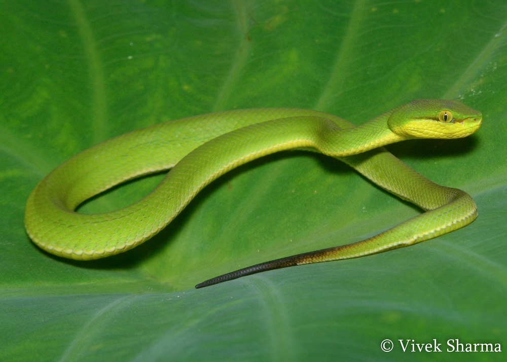 Indian Snakes - Indian Snakebite Initiative