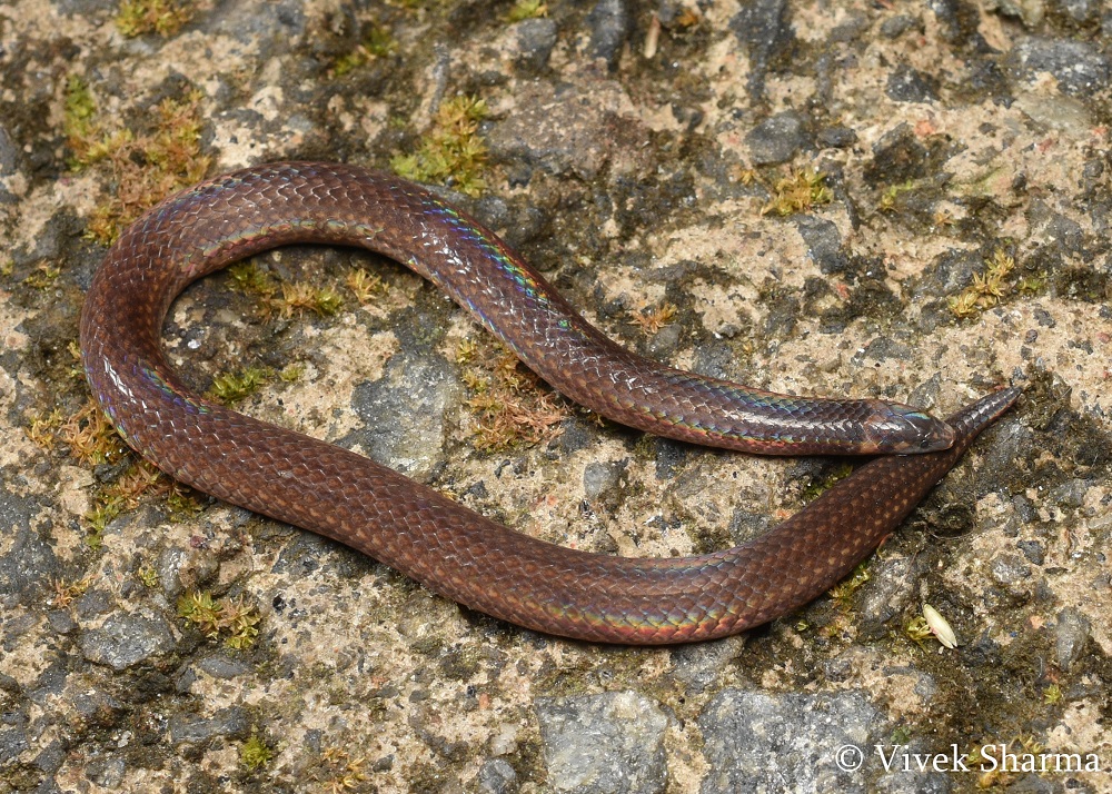 Indian Snakes - Indian Snakebite Initiative