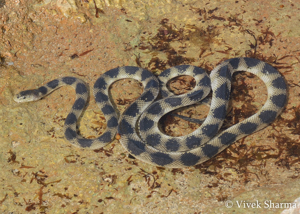 Indian Snakes - Indian Snakebite Initiative