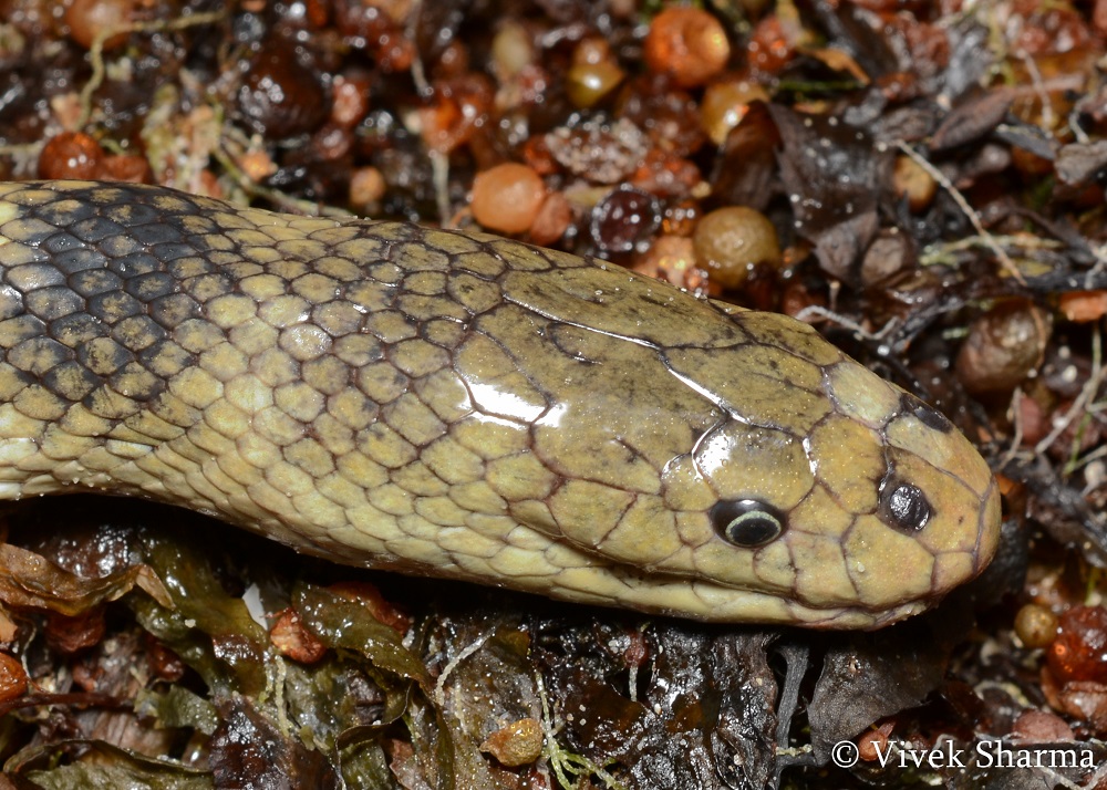 Indian Snakes - Indian Snakebite Initiative