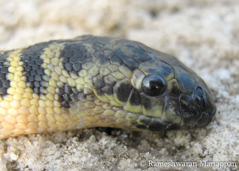 Indian Snakes - Indian Snakebite Initiative