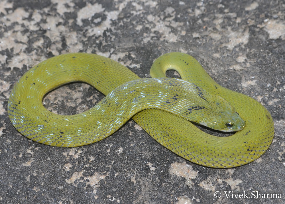 Indian Snakes - Indian Snakebite Initiative