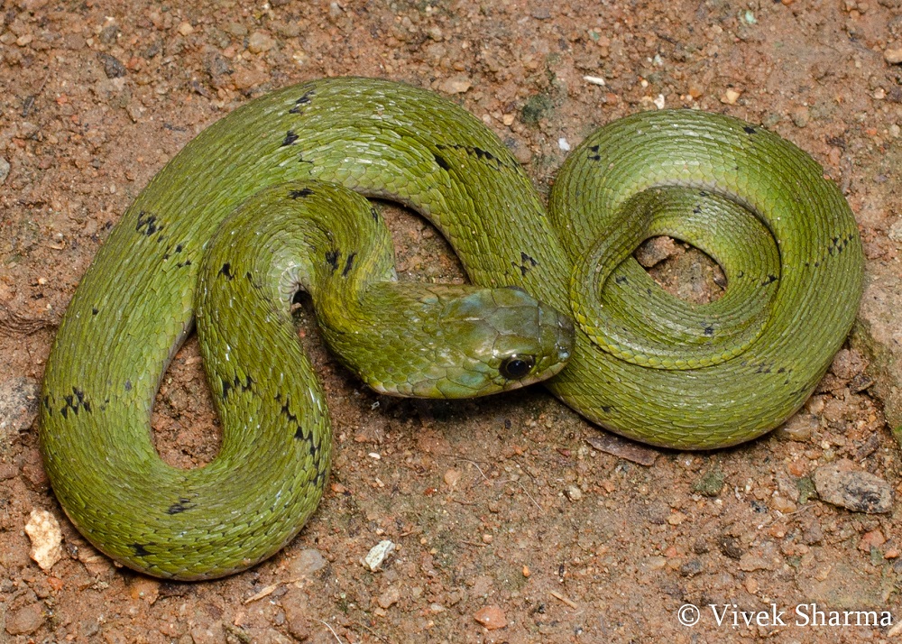 Indian Snakes - Indian Snakebite Initiative