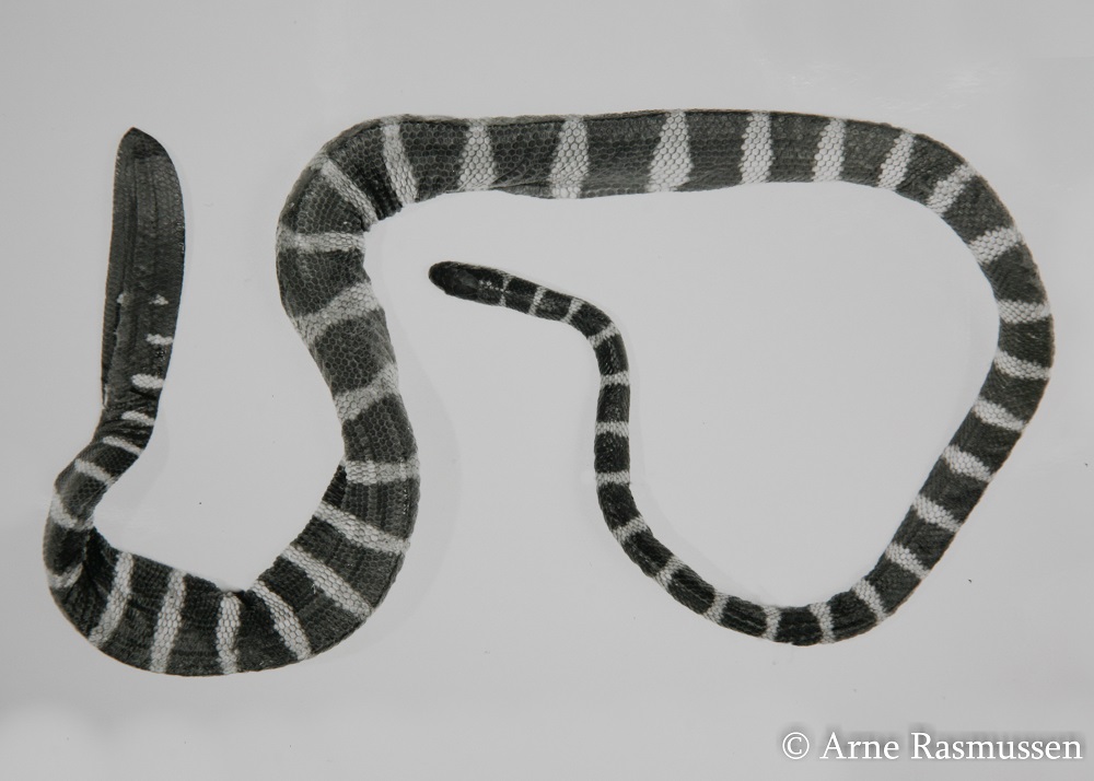 Indian Snakes - Indian Snakebite Initiative