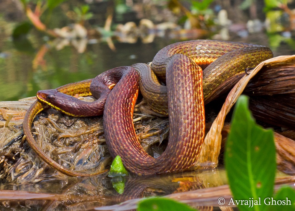 Indian Snakes - Indian Snakebite Initiative