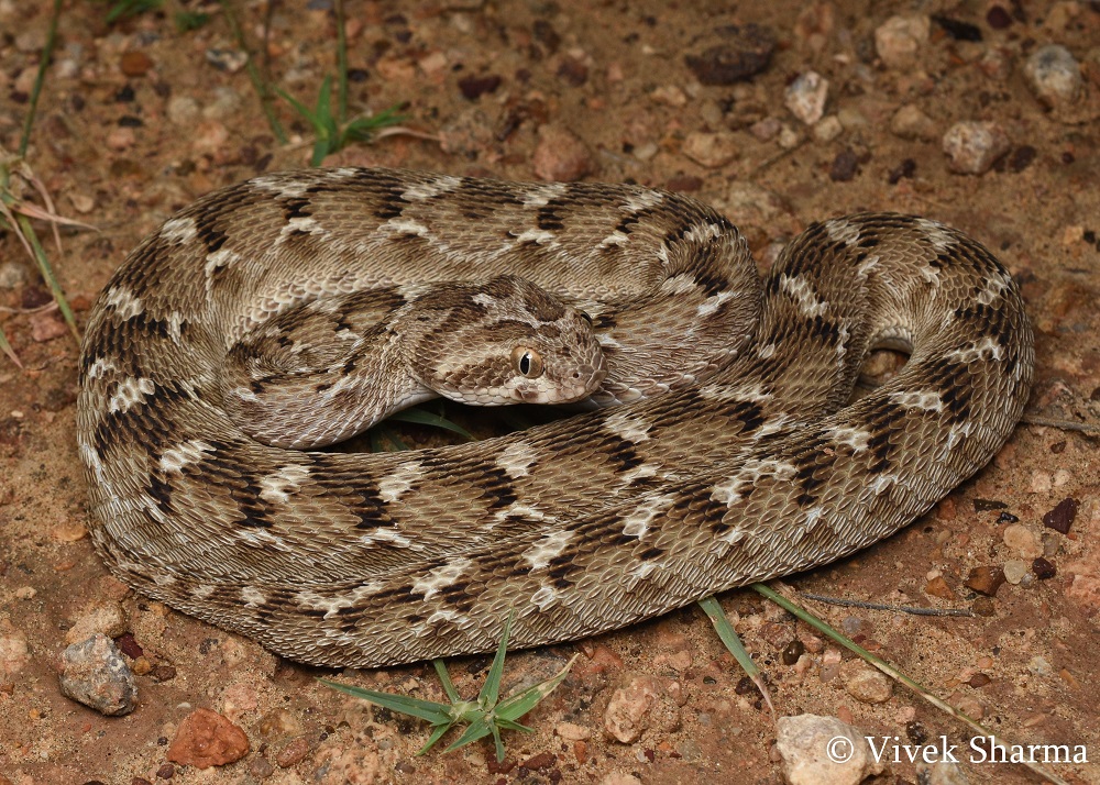 Indian Snakes - Indian Snakebite Initiative