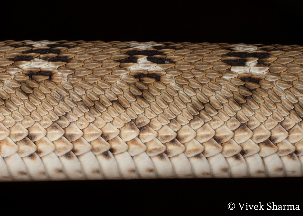 Indian Snakes - Indian Snakebite Initiative