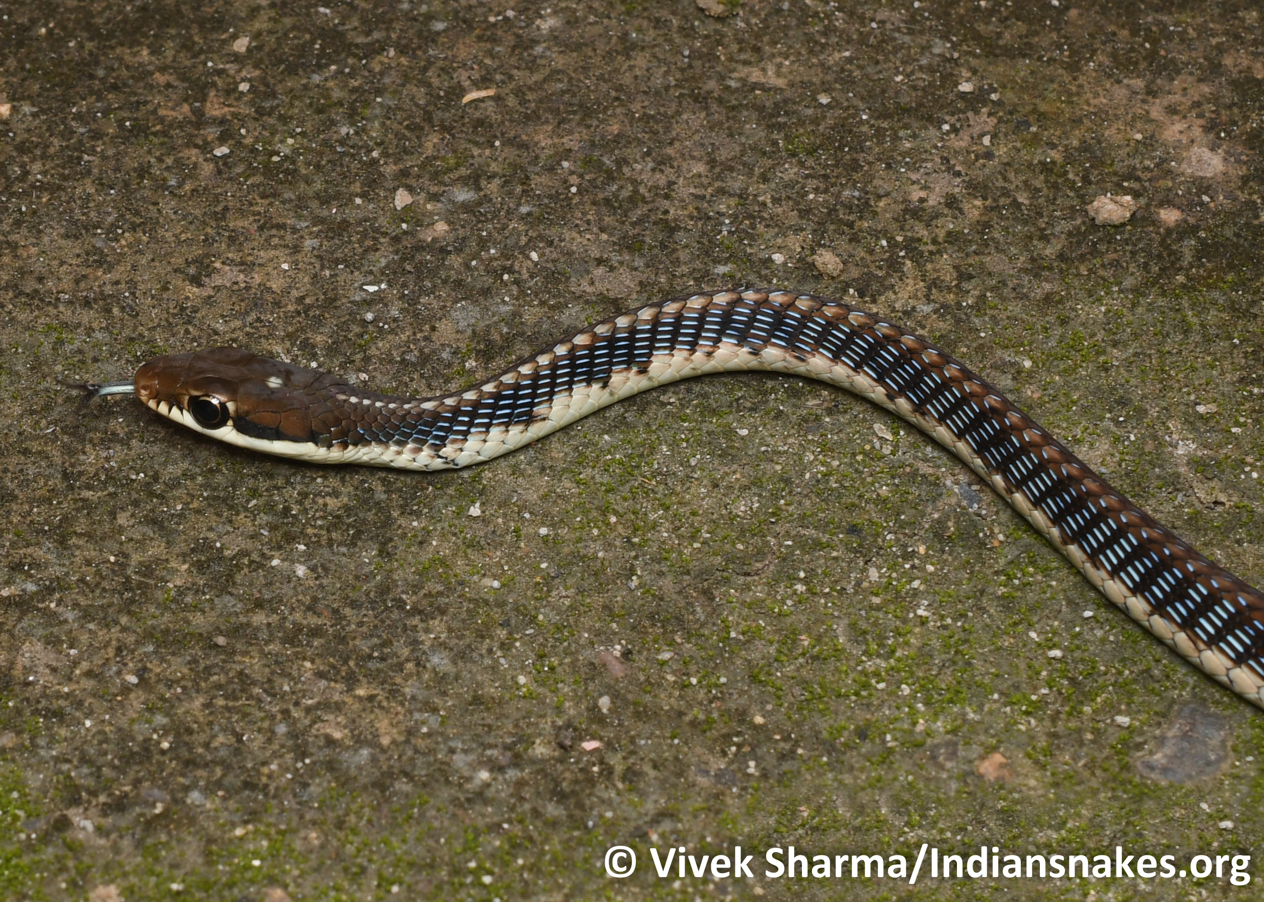 Indian Snakes - Indian Snakebite Initiative