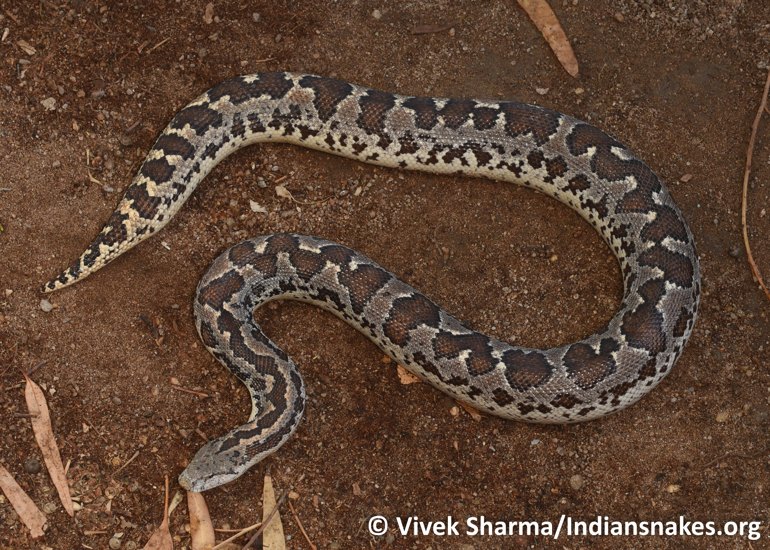 Indian Snakes - Indian Snakebite Initiative