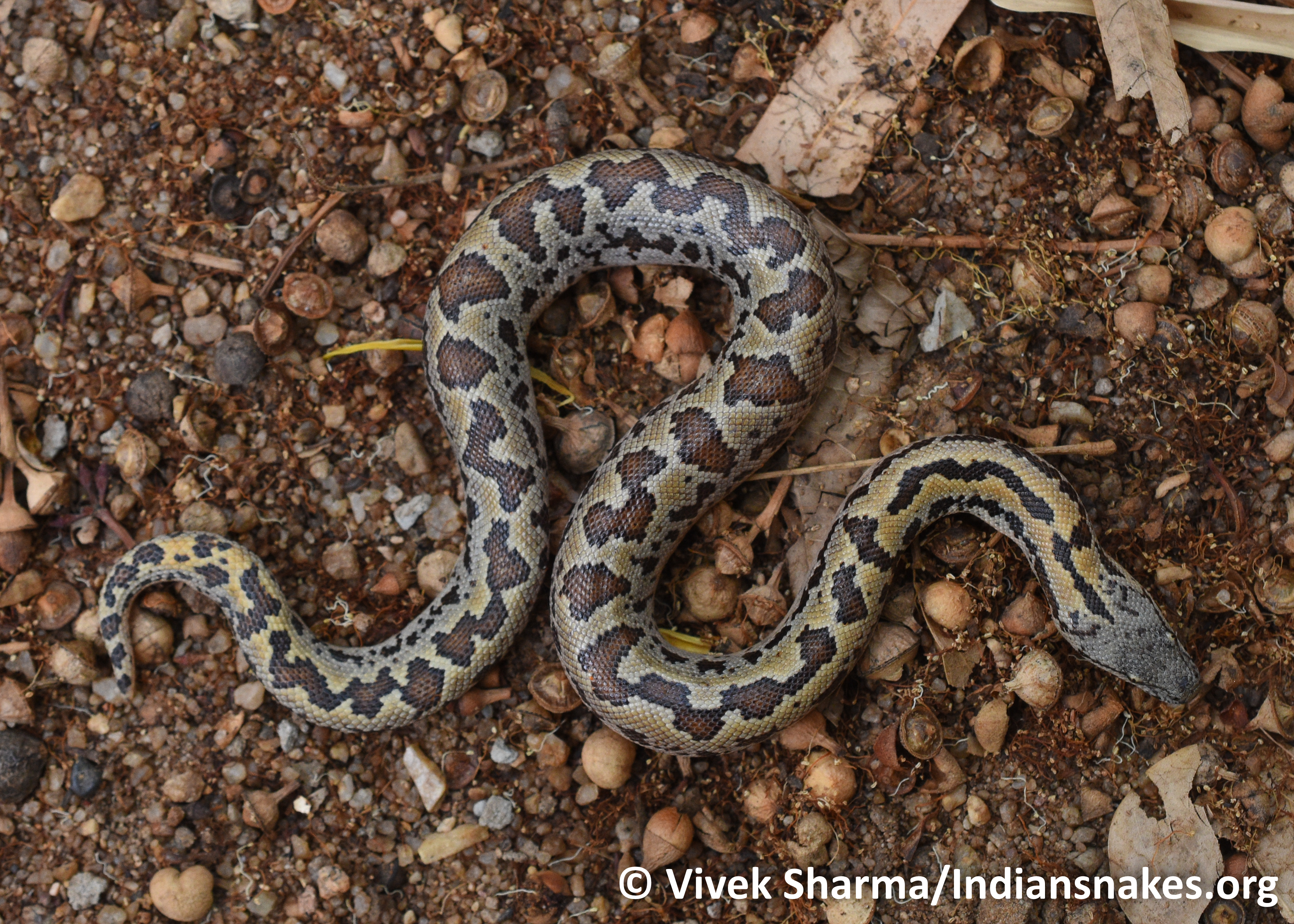 Indian Snakes - Indian Snakebite Initiative