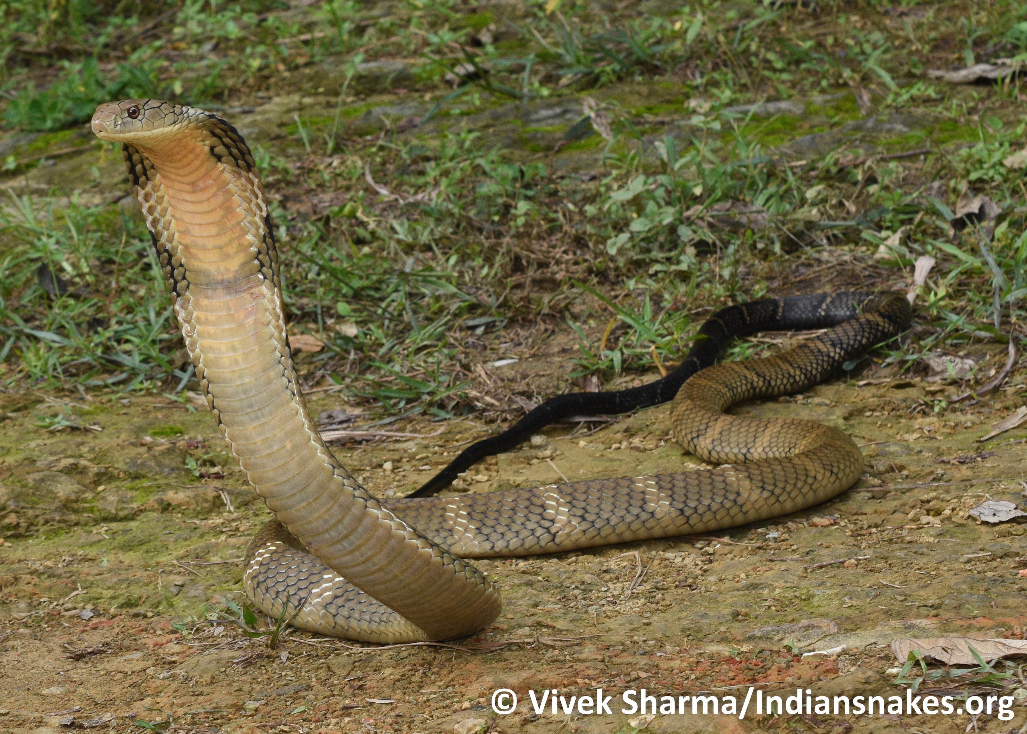 Indian Snakes - Indian Snakebite Initiative