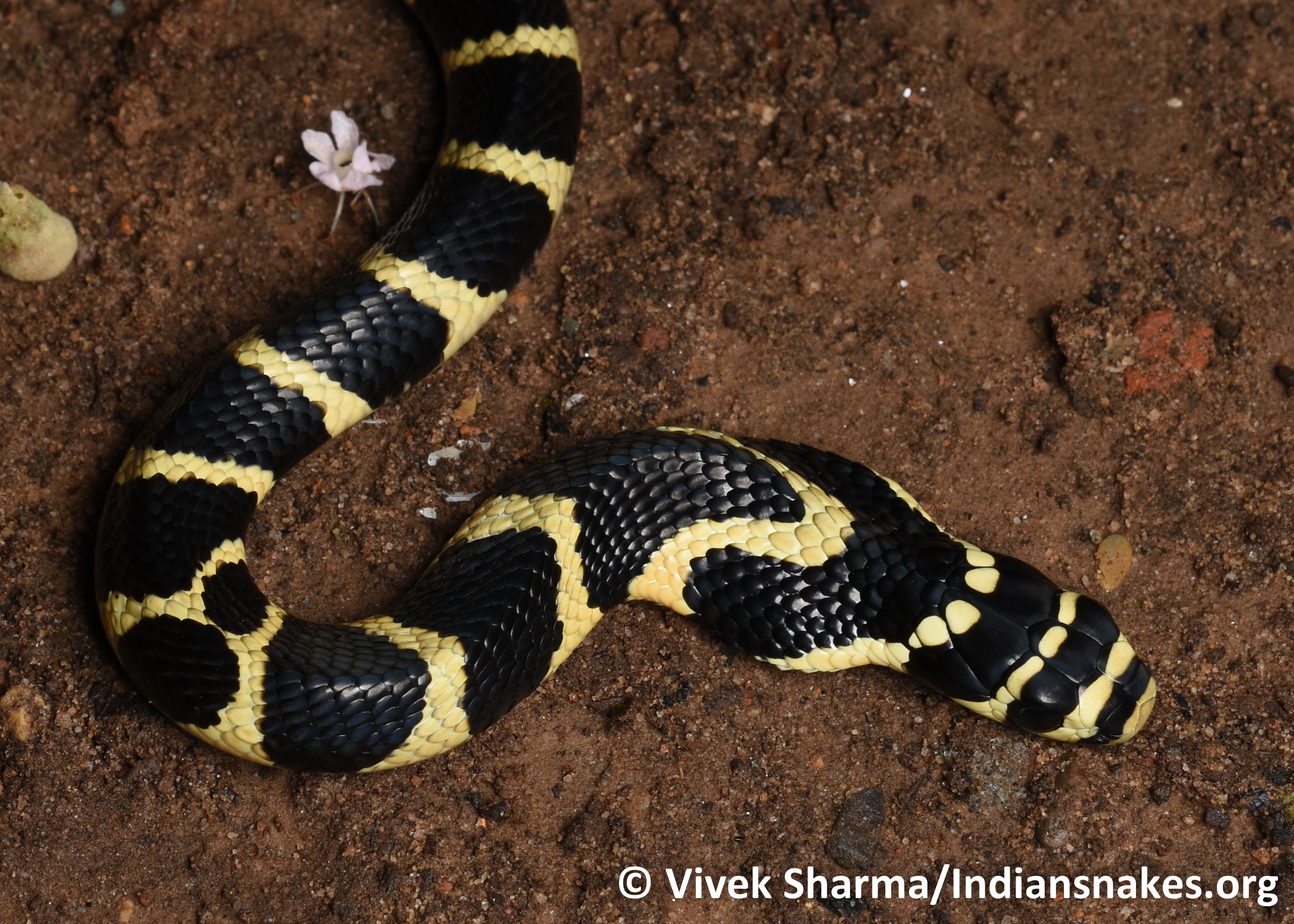 Indian Snakes - Indian Snakebite Initiative