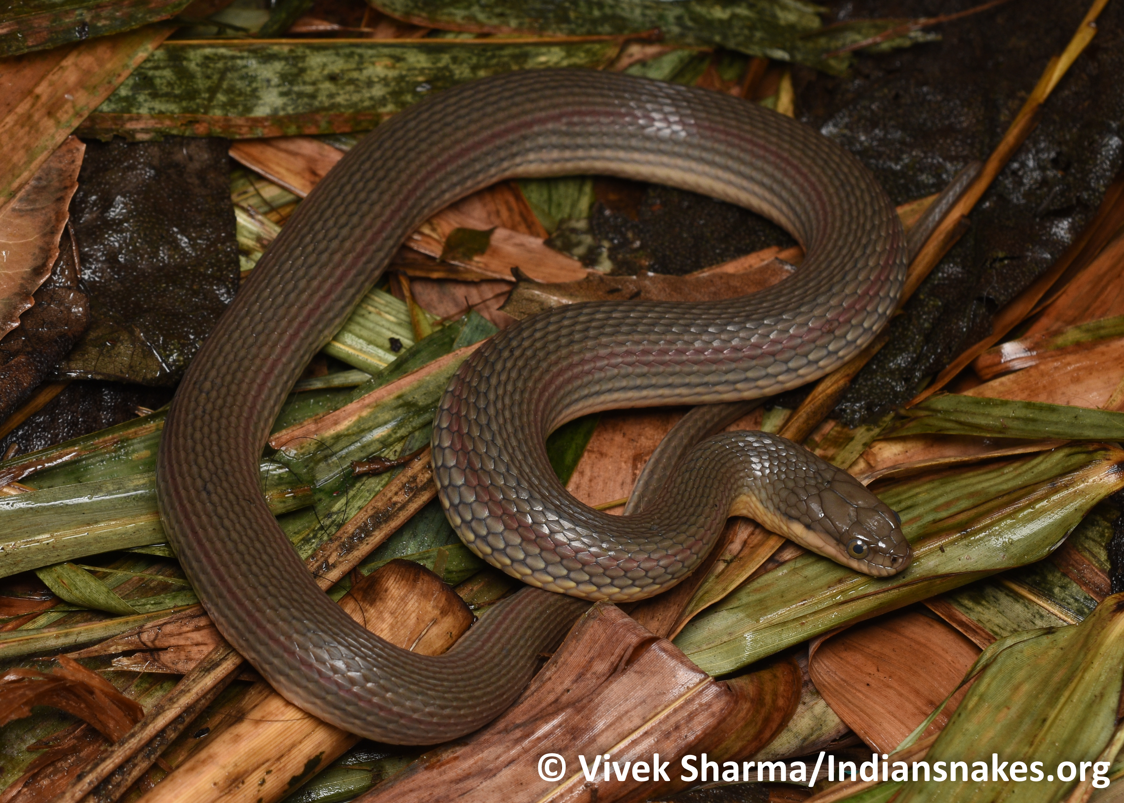 Olive Keelback Watersnake The Keelback Snake: A Guide To The