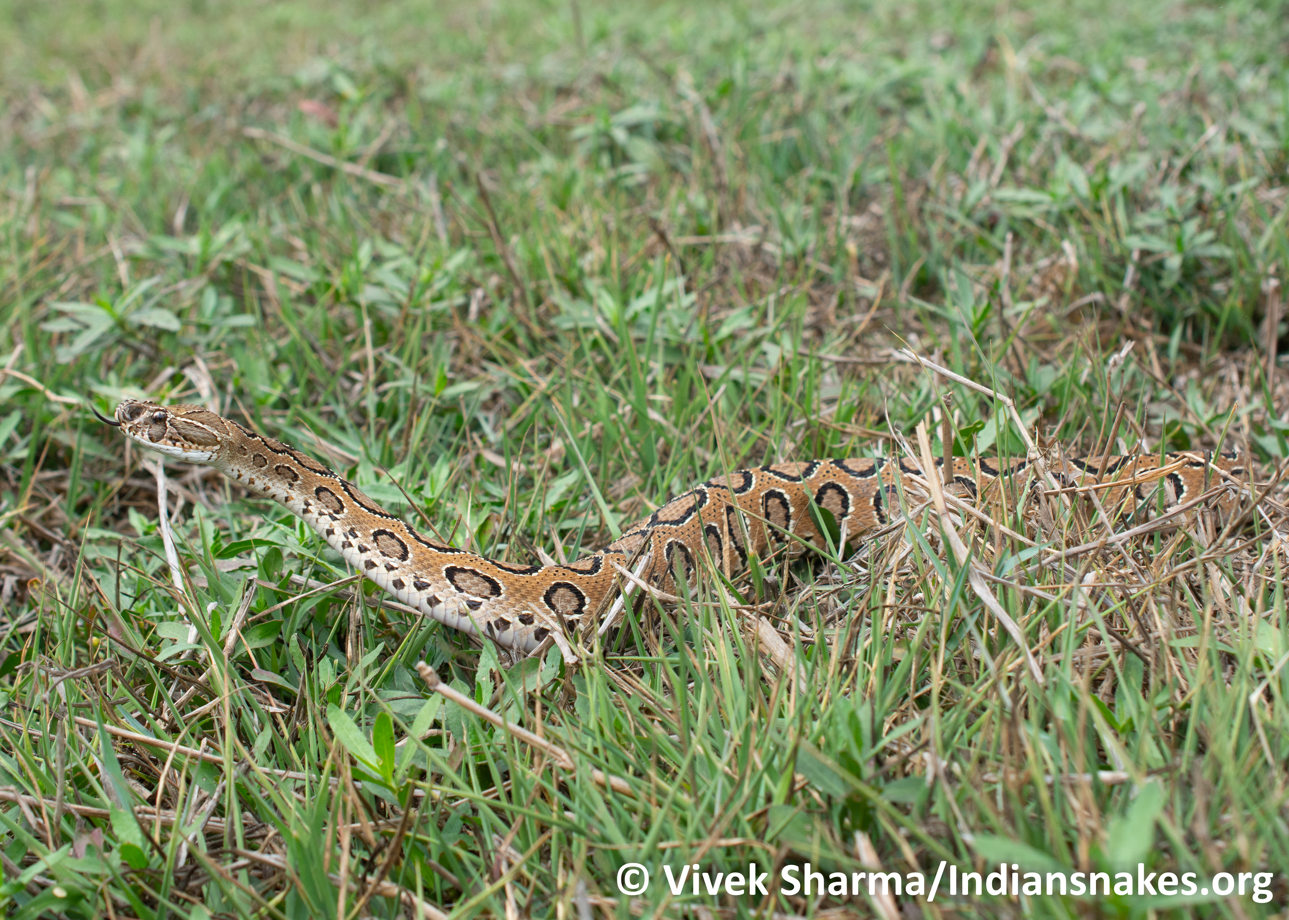 Indian Snakes - Indian Snakebite Initiative