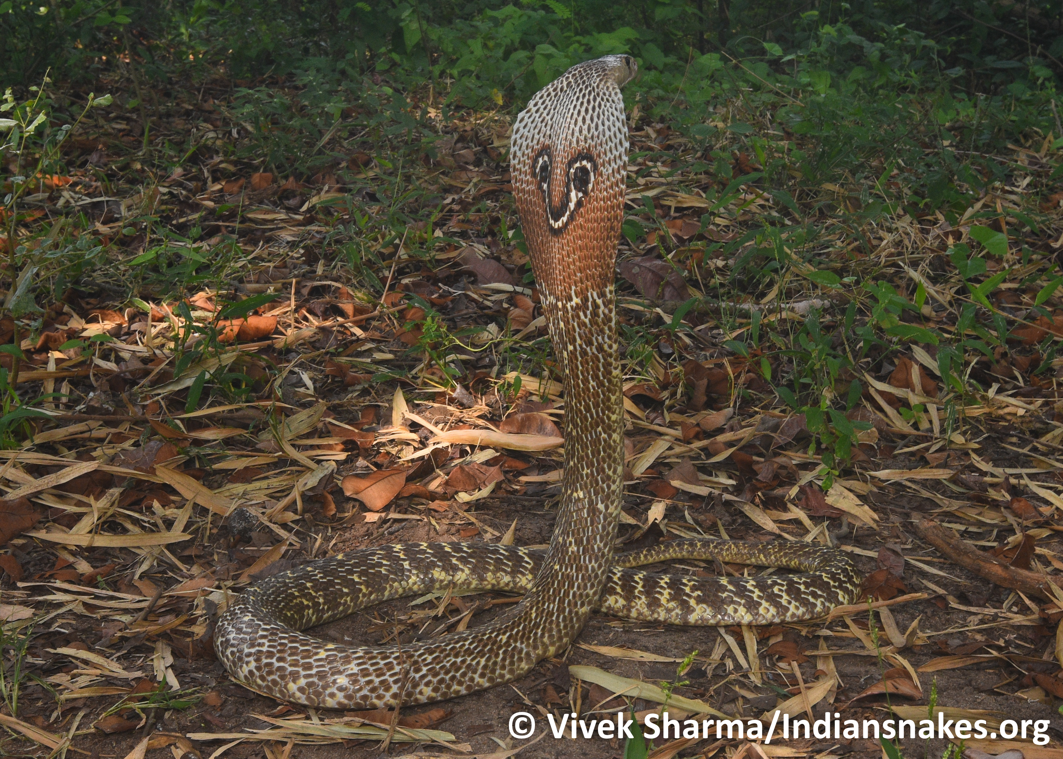 Indian Snakes - Indian Snakebite Initiative
