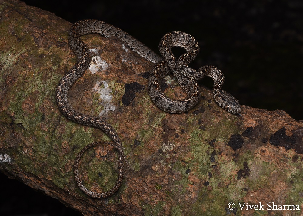 Indian Snakes - Indian Snakebite Initiative