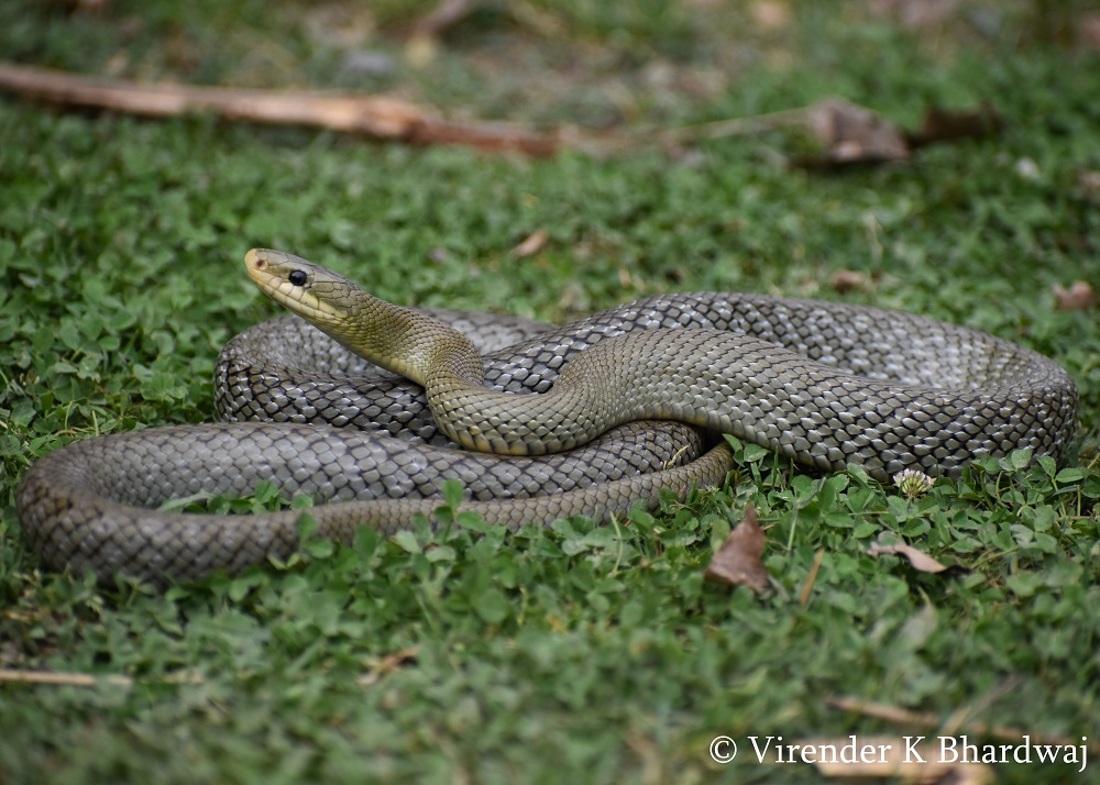 Indian Snakes - Indian Snakebite Initiative