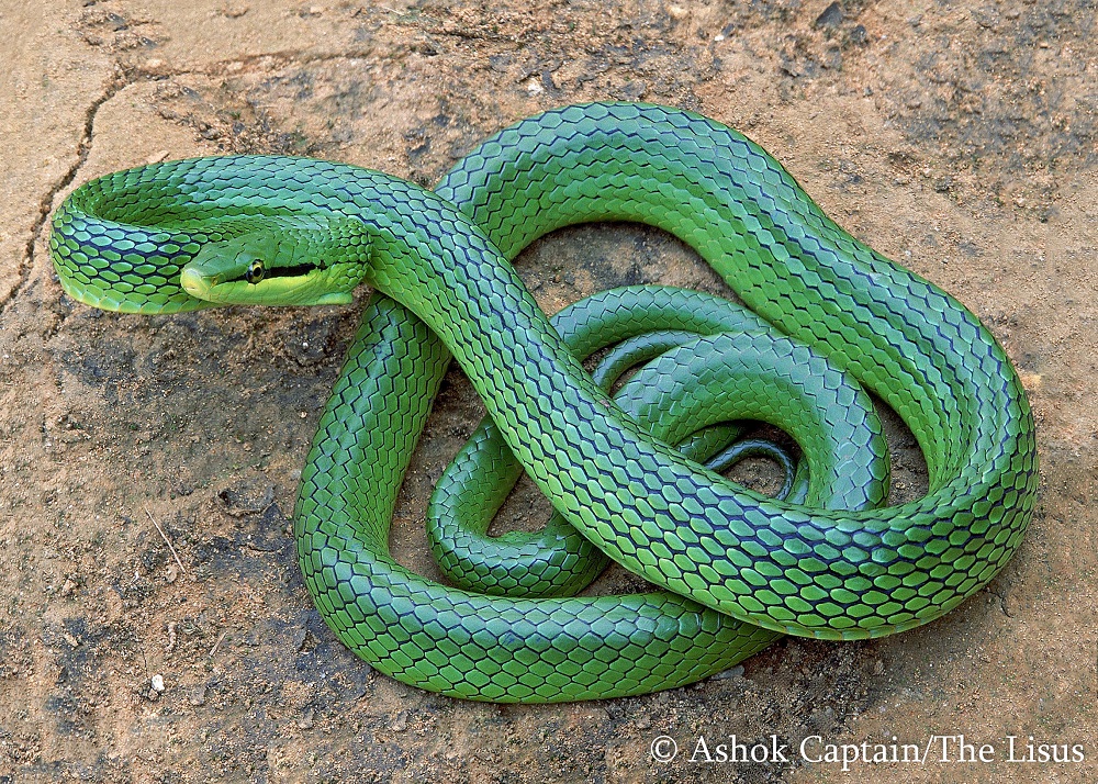 Indian Snakes - Indian Snakebite Initiative