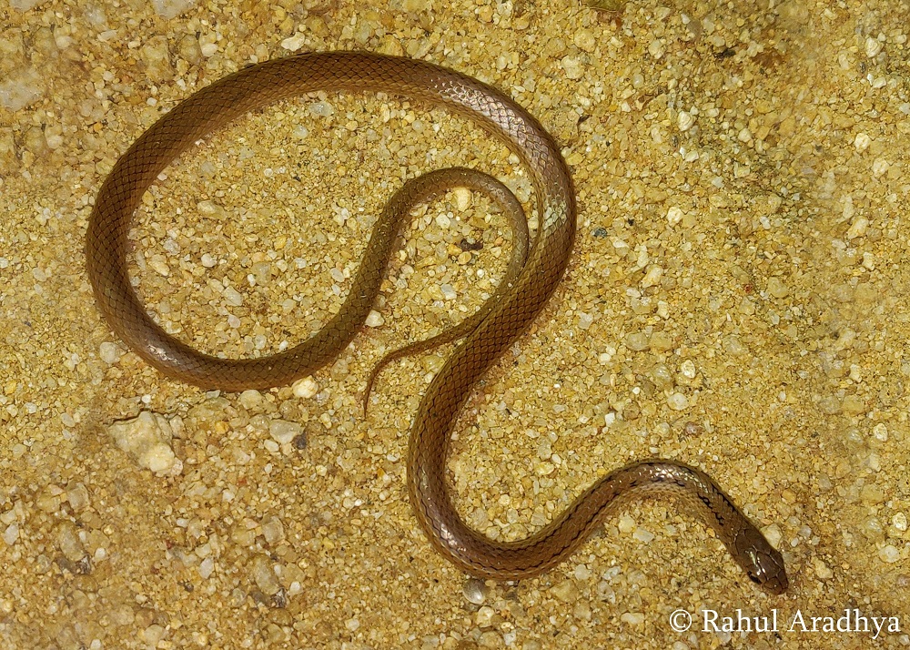 Indian Snakes - Indian Snakebite Initiative