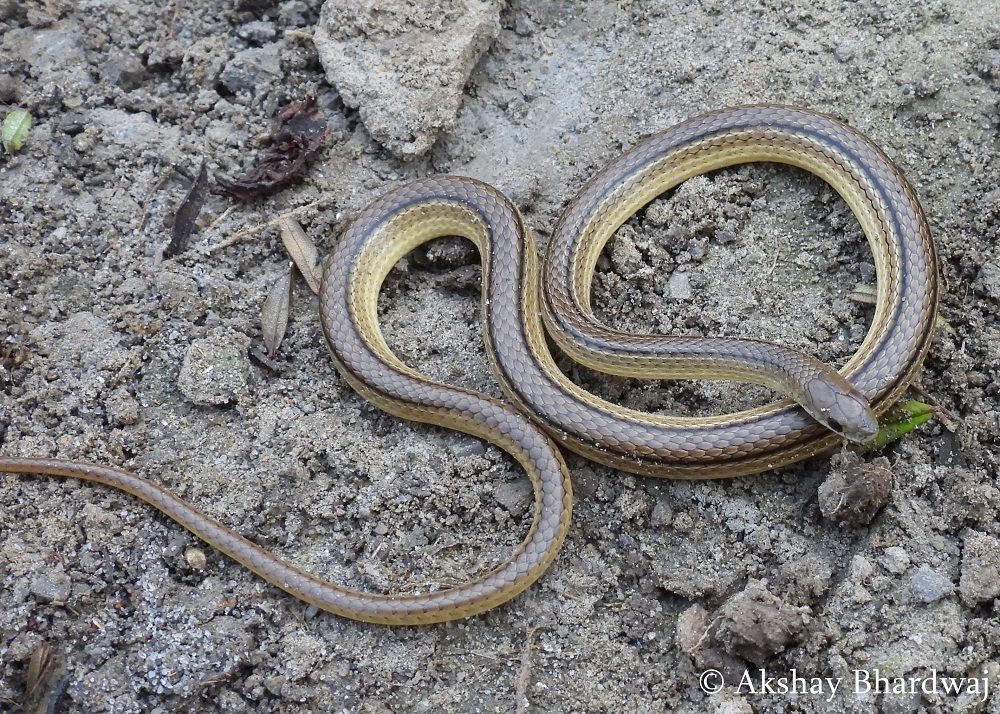 Indian Snakes - Indian Snakebite Initiative