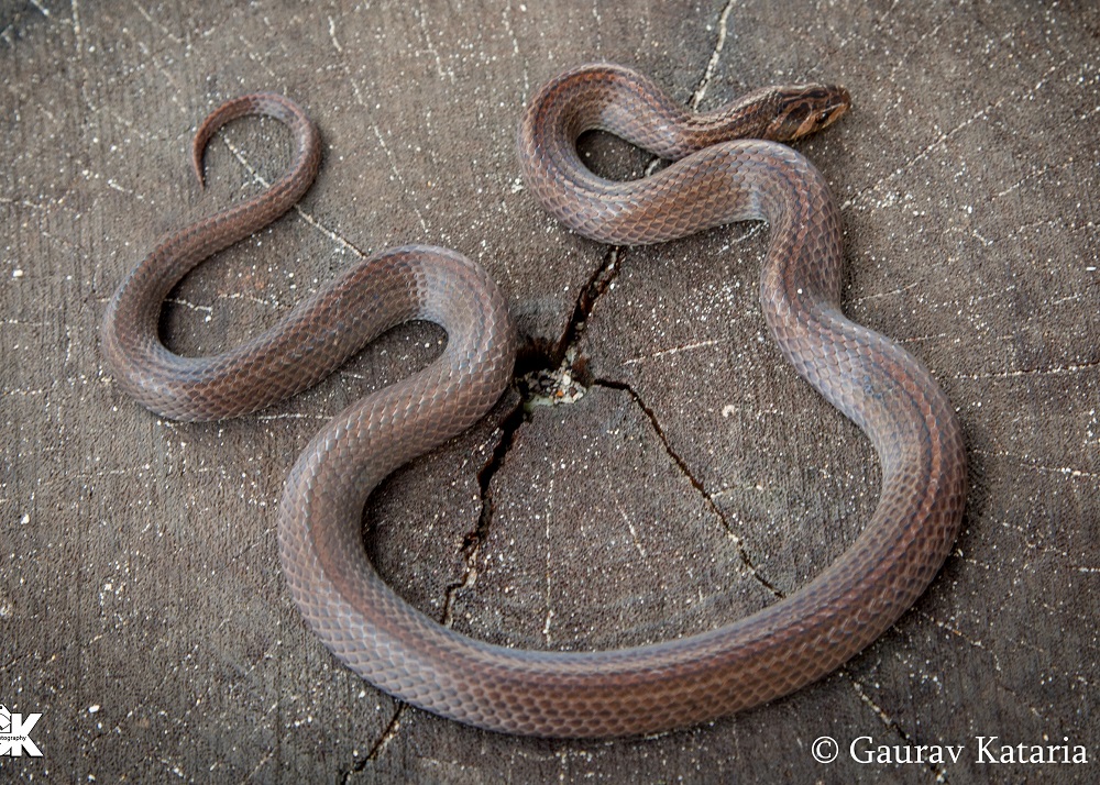 Indian Snakes - Indian Snakebite Initiative