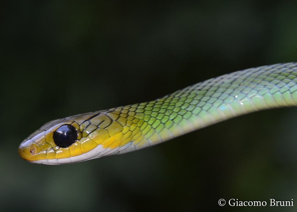 Indian Snakes - Indian Snakebite Initiative