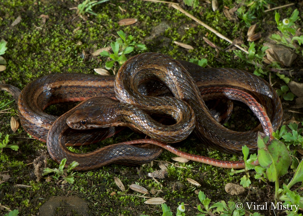 Indian Snakes - Indian Snakebite Initiative