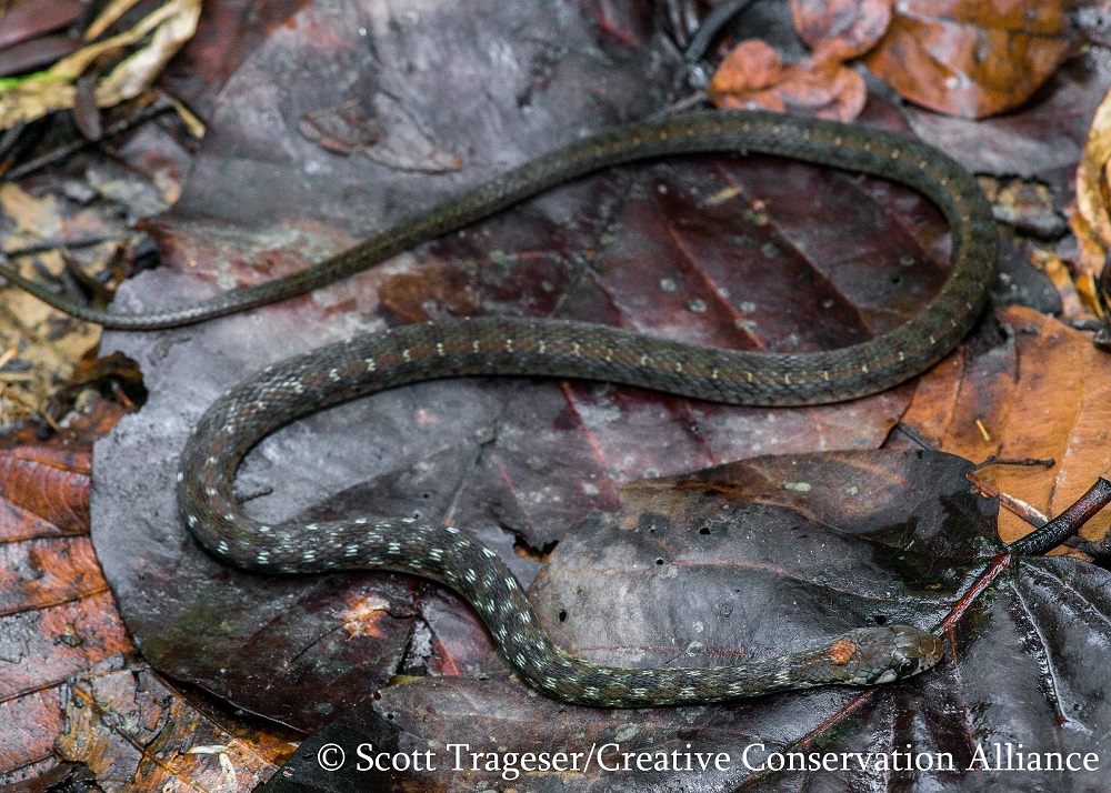 Indian Snakes - Indian Snakebite Initiative