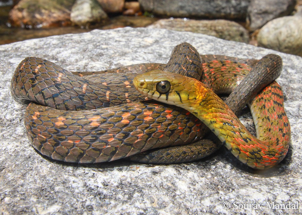 Indian Snakes - Indian Snakebite Initiative