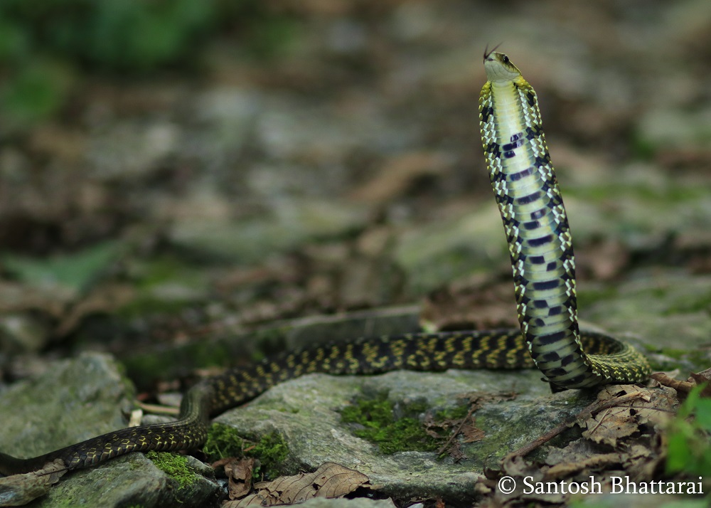 Indian Snakes - Indian Snakebite Initiative