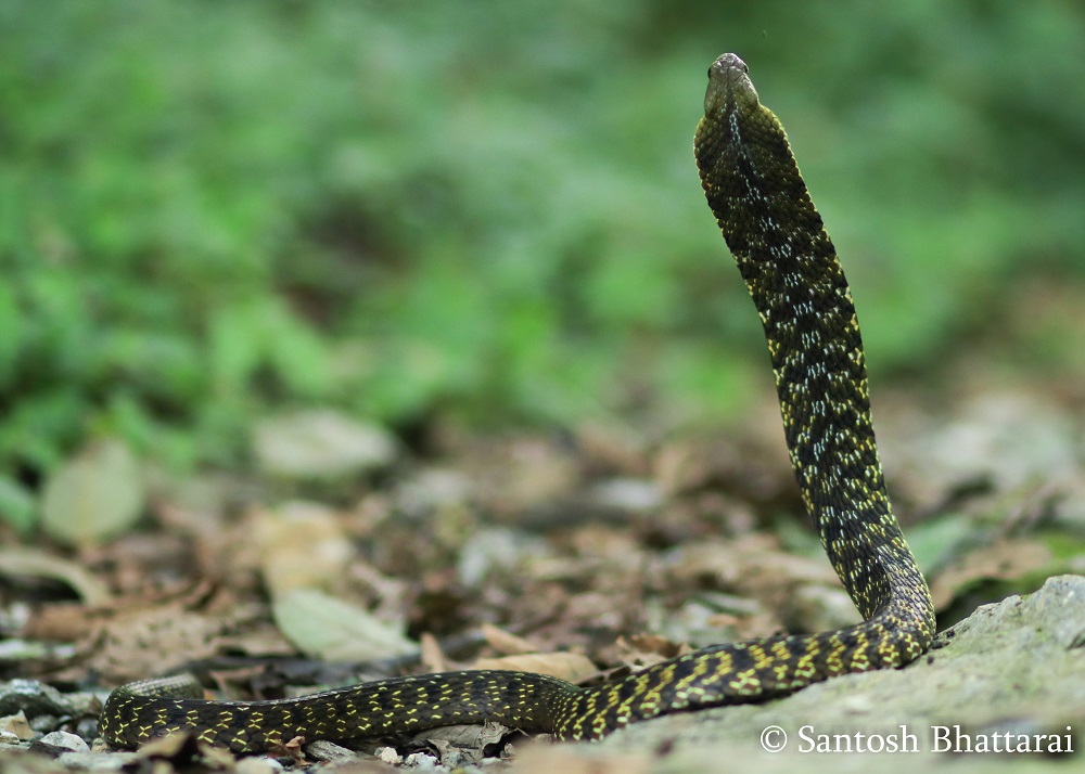 Indian Snakes - Indian Snakebite Initiative