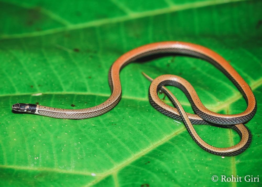 Indian Snakes - Indian Snakebite Initiative