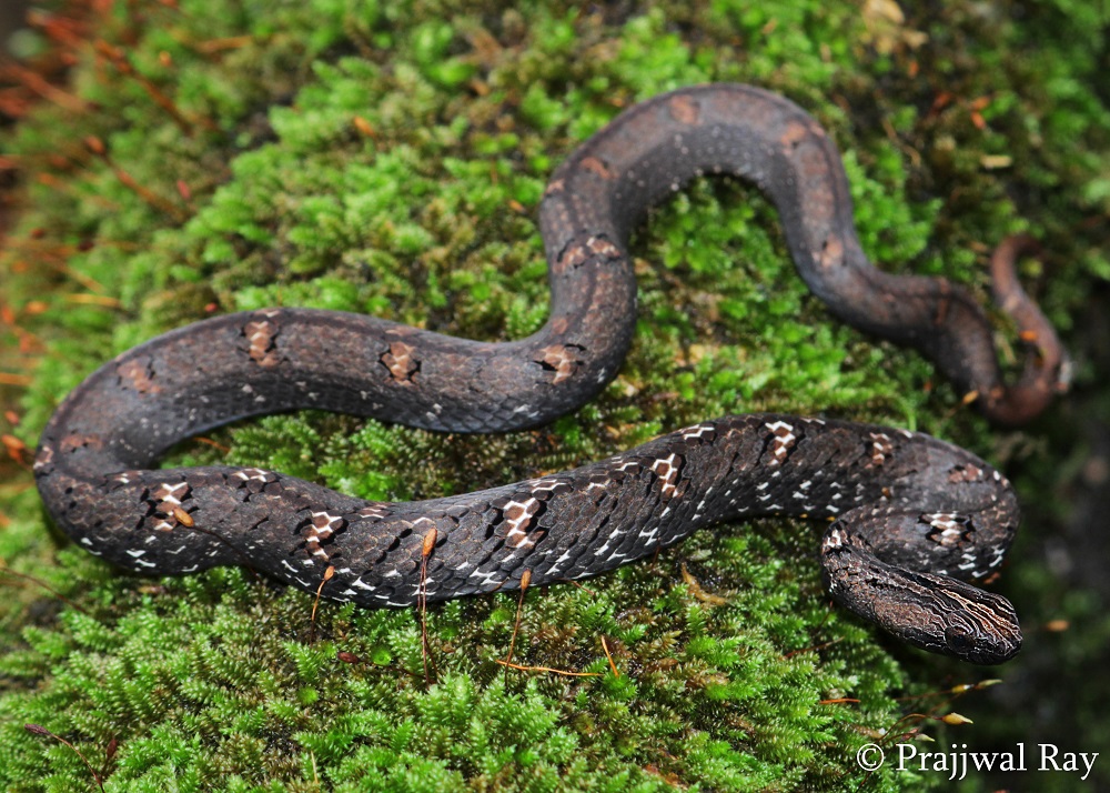Indian Snakes - Indian Snakebite Initiative