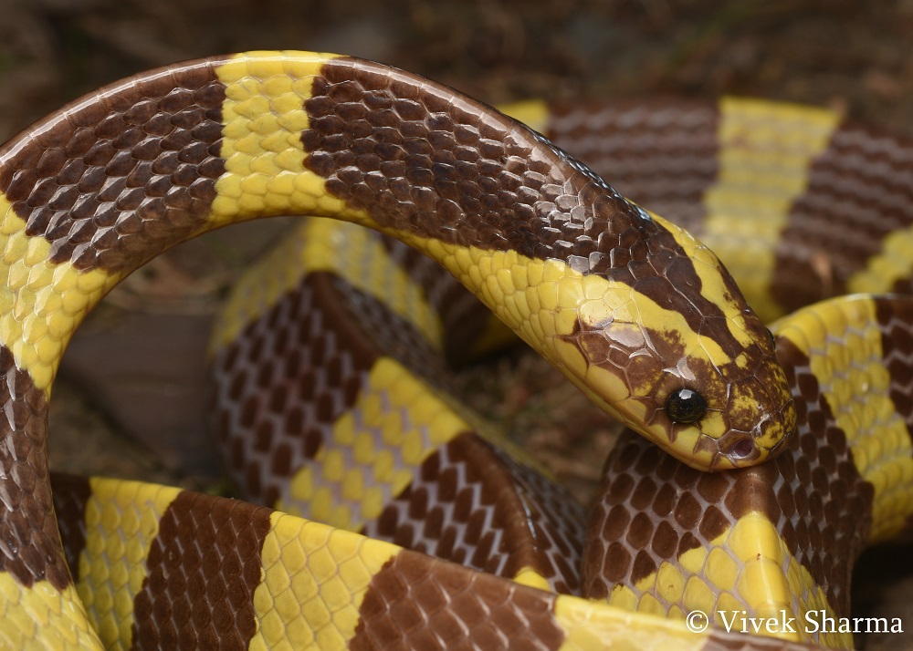 Indian Snakes - Indian Snakebite Initiative