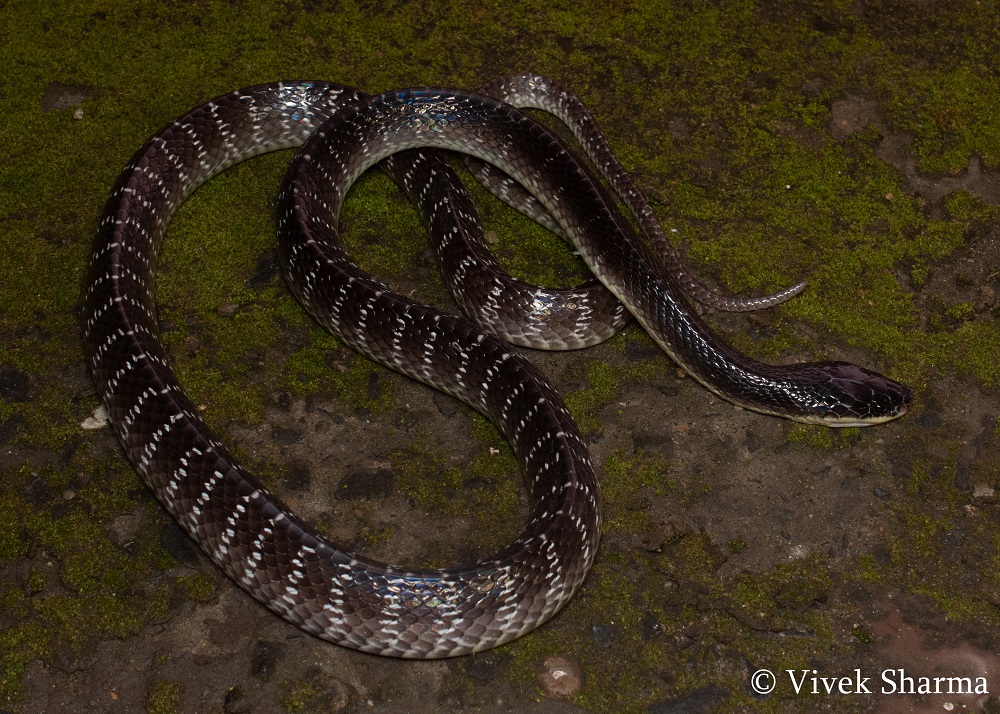 Indian Snakes - Indian Snakebite Initiative