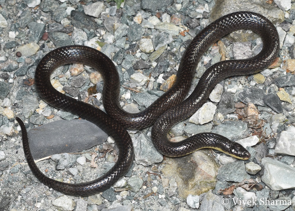 Indian Snakes - Indian Snakebite Initiative