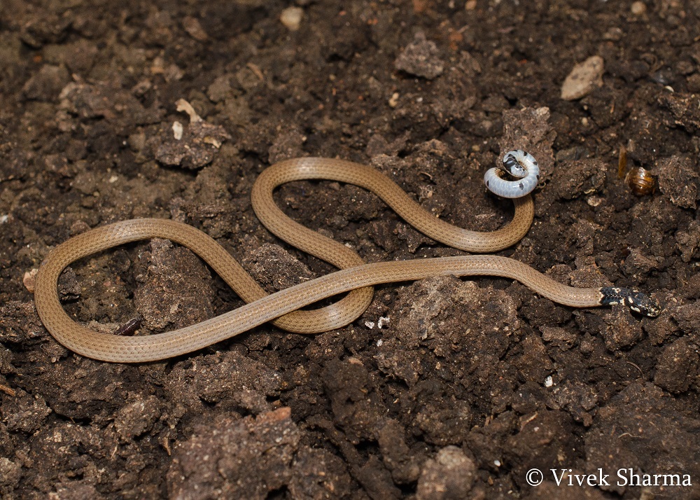 Indian Snakes - Indian Snakebite Initiative