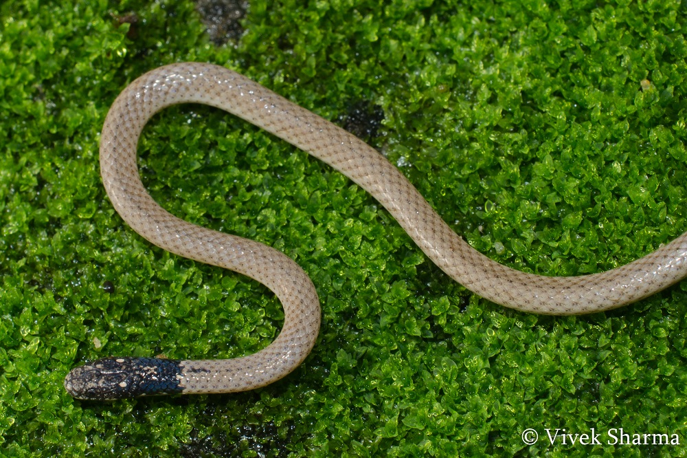 Indian Snakes - Indian Snakebite Initiative