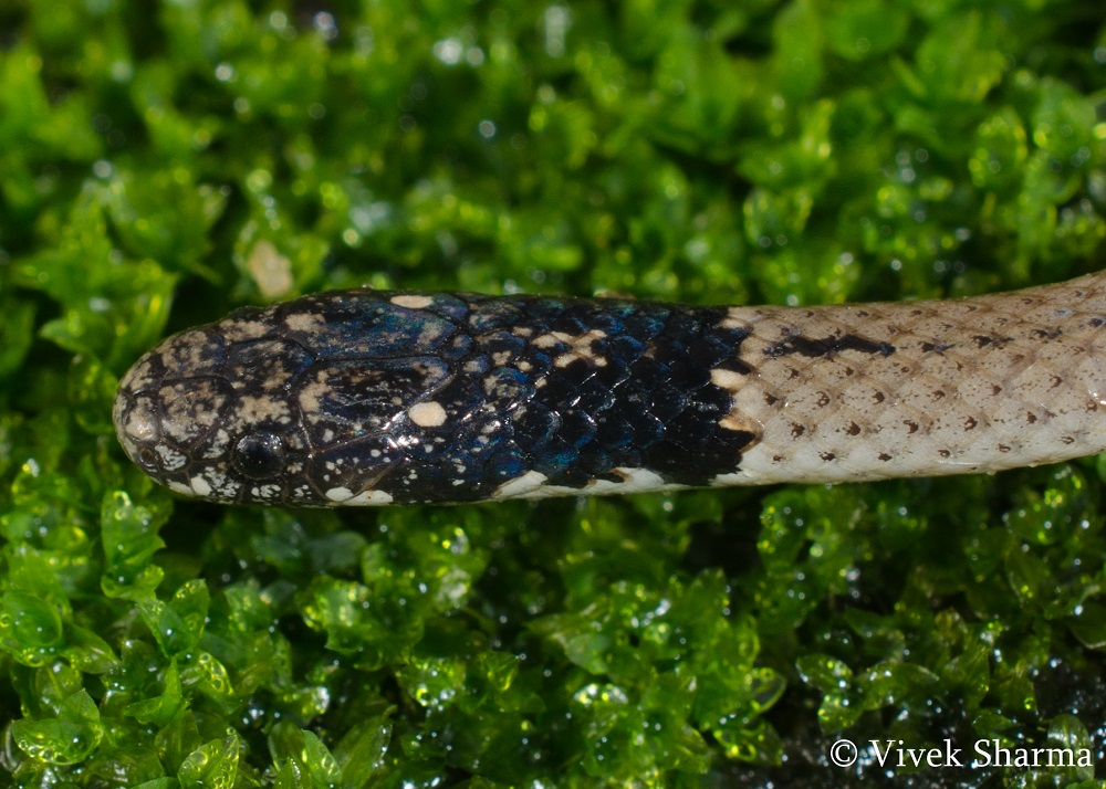 Indian Snakes - Indian Snakebite Initiative