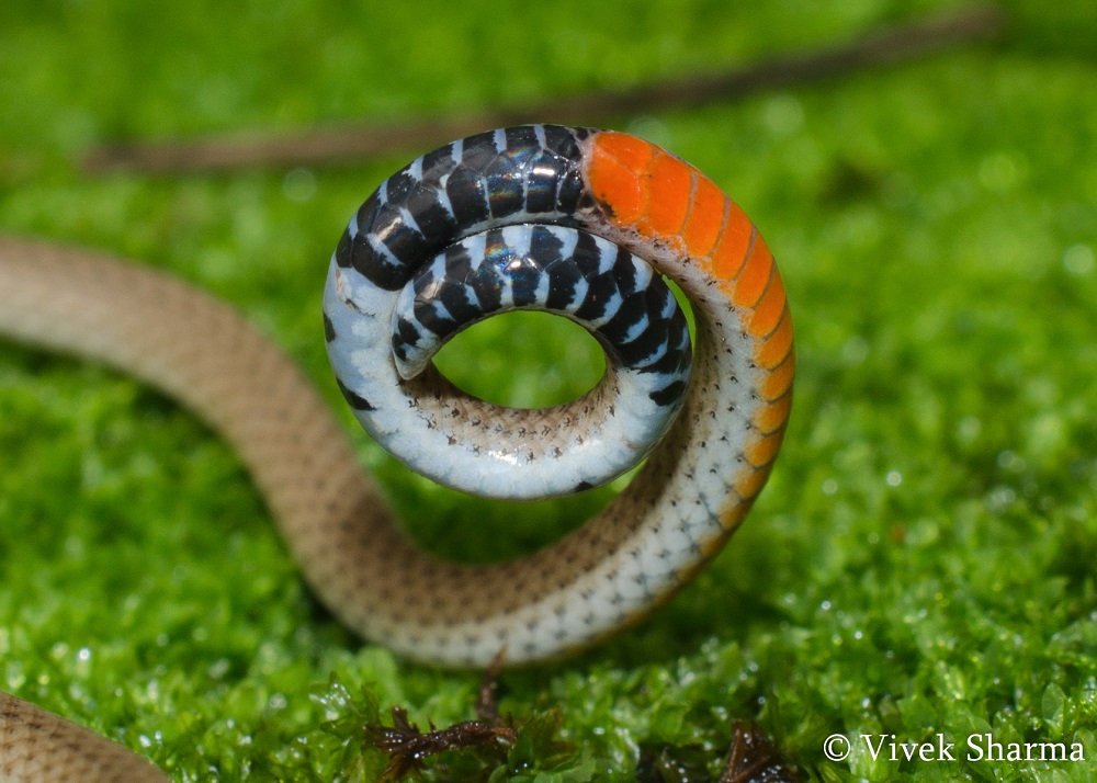 Indian Snakes - Indian Snakebite Initiative
