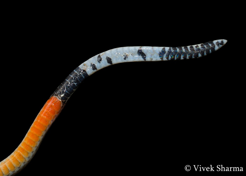 Indian Snakes - Indian Snakebite Initiative