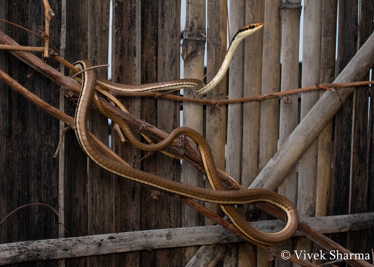 Indian Snakes - Indian Snakebite Initiative