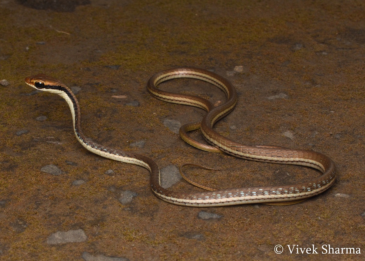 Arboreal Snakes In India